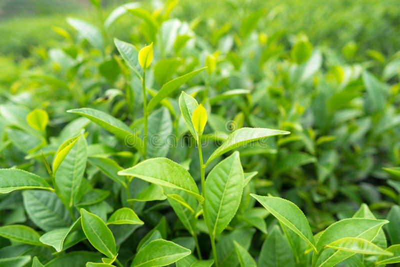 Green Tea Leaves in a Tea Plantation in Morning Stock Photo - Image of ...