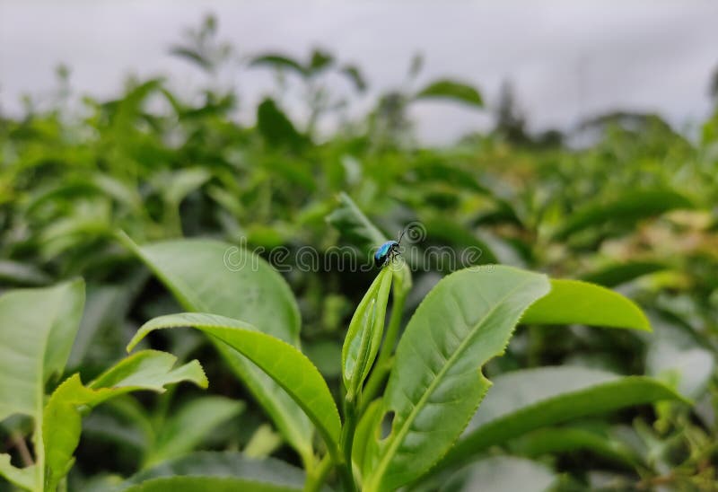 Green Tea Leaves that Small Animals Have Landed on Stock Image - Image ...