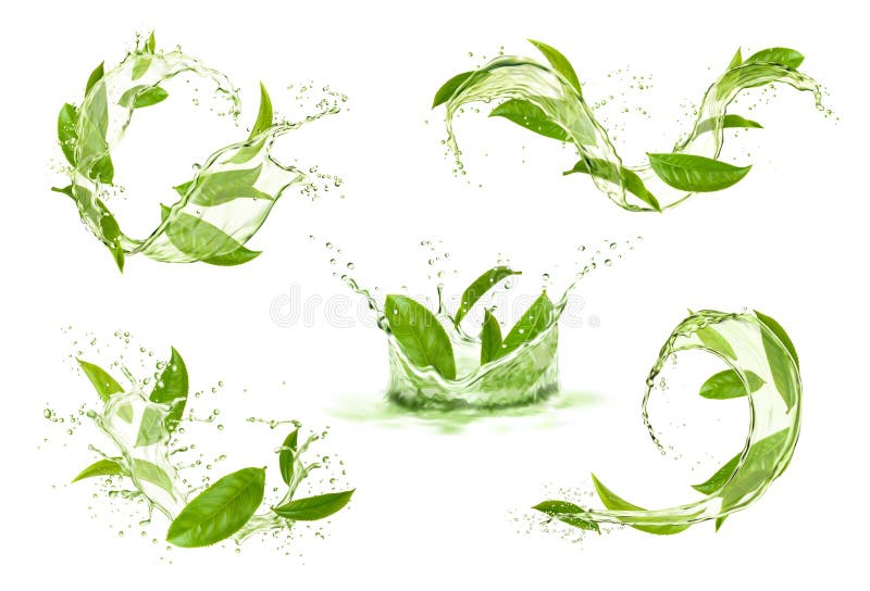 Green Tea Leaves with Wave Flow Splash and Drops Stock Vector ...