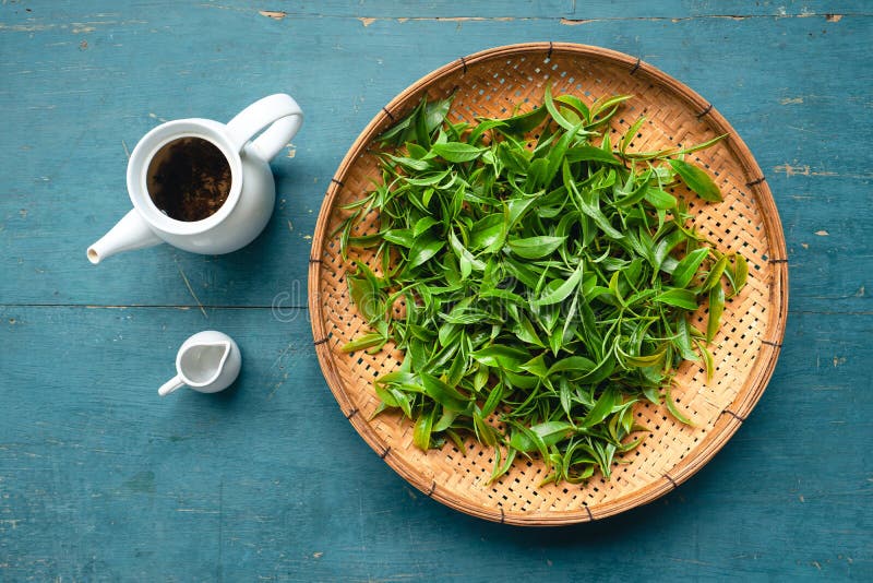 Green Tea Leaves in a Wooden Tray Stock Photo - Image of leaves ...