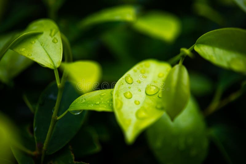 Tea Leaves, Young Shoots that are Beautiful Stock Photo - Image of ...