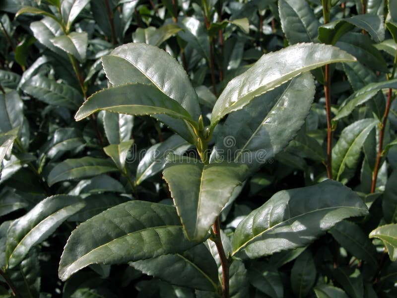 Black Tea Plant