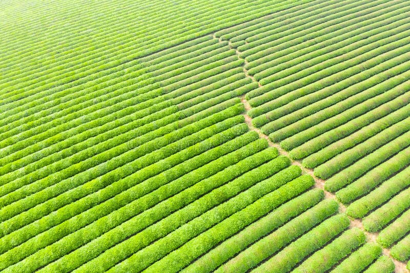 Tea plantation texture stock image. Image of farmland - 235909789