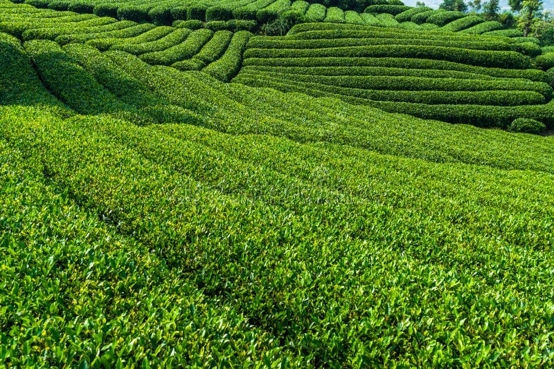 Green Tea Plantation stock image. Image of farm, environment - 81043733