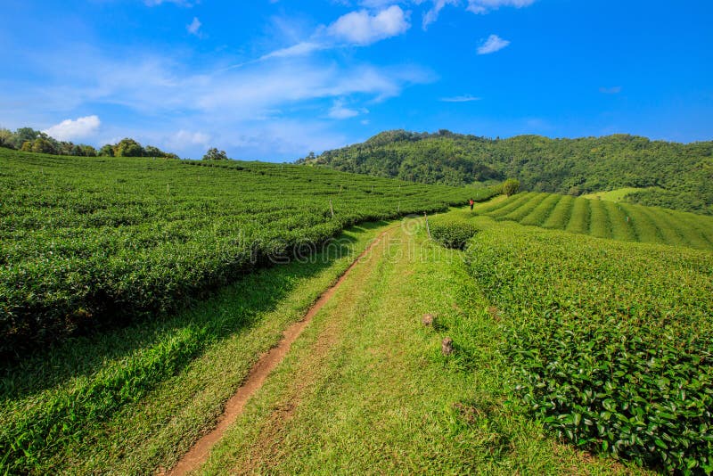 Green Tea Plantation with Cloud in Asia Stock Photo - Image of garden ...