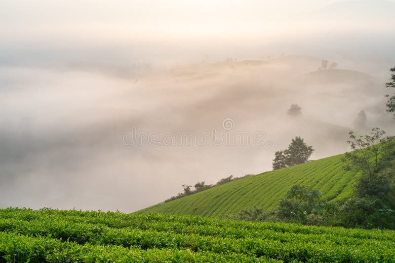 Green Tea Plantation at Early Morning Stock Image - Image of ...