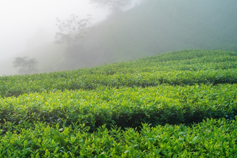 Green Tea Plantation at Early Morning Stock Image - Image of light ...