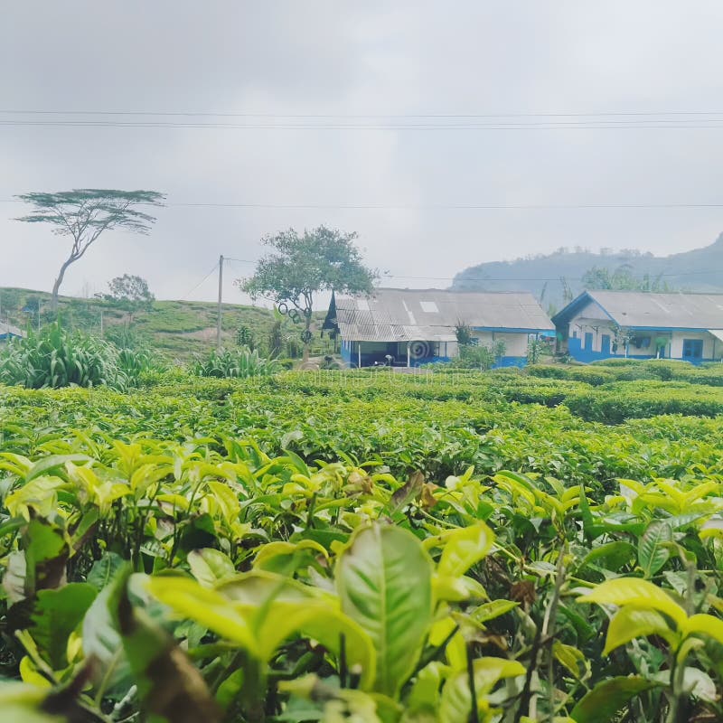 The Green of the Tea Plantation with a House in the Middle Stock Photo ...