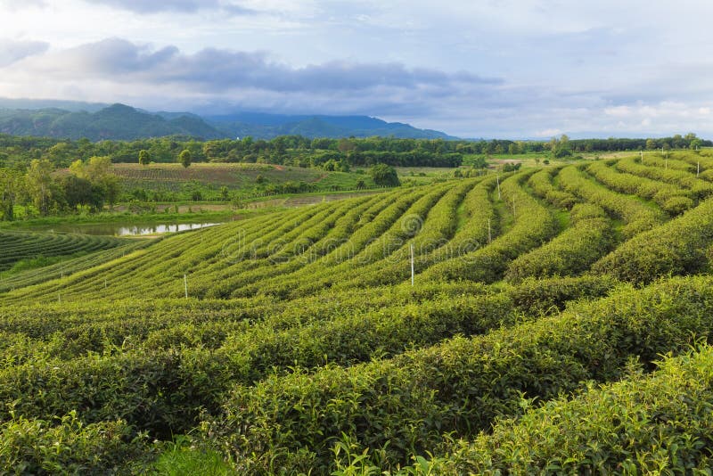 Green Tea Plantation Landscape Stock Photo - Image of asia, beauty ...