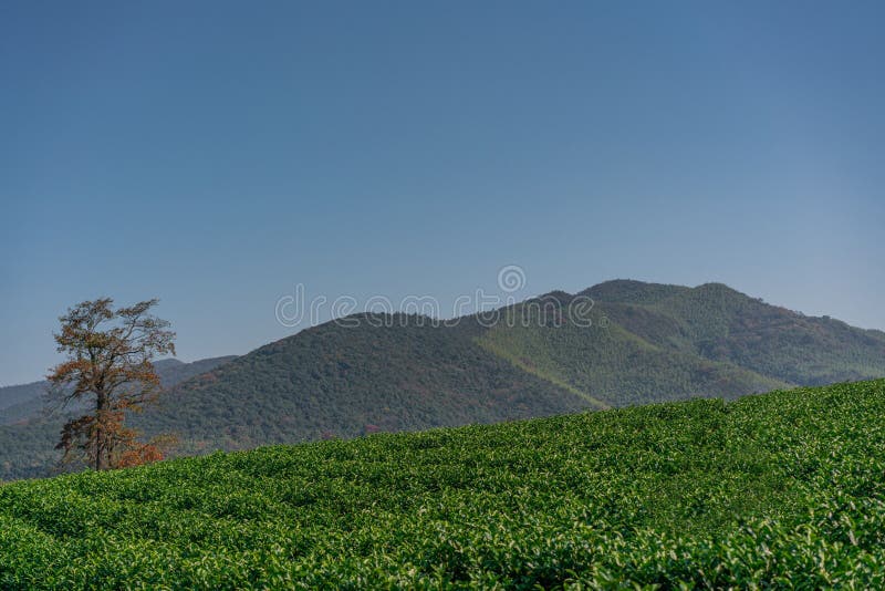 Green Tea Plantation with Mesmerizing Mountains Covered with Green ...