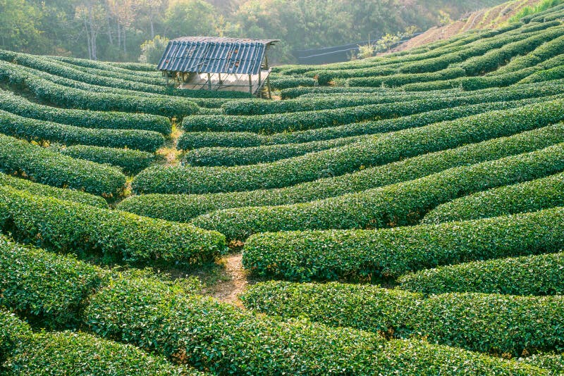 Green Tea Plantation on Mountain Stock Photo - Image of harvest ...