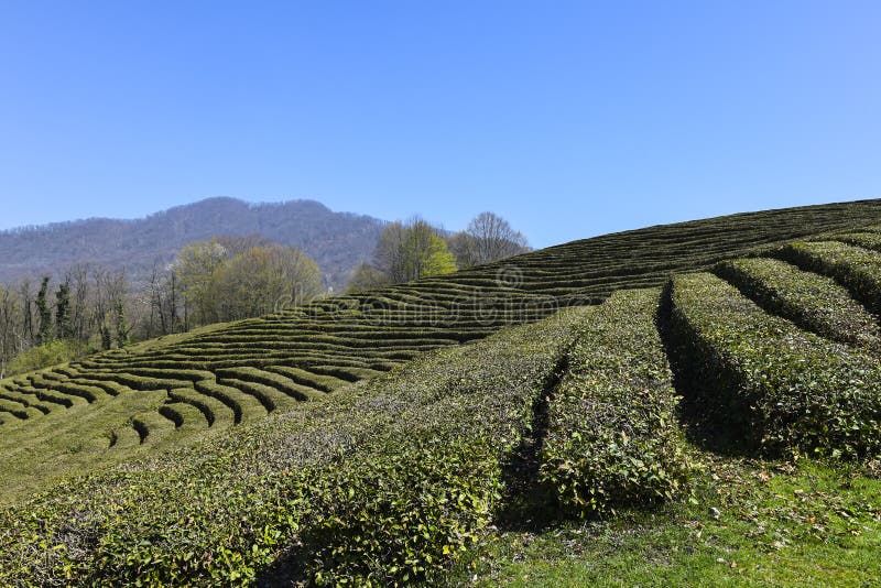 Green Tea Plantation stock image. Image of plantation - 92325071
