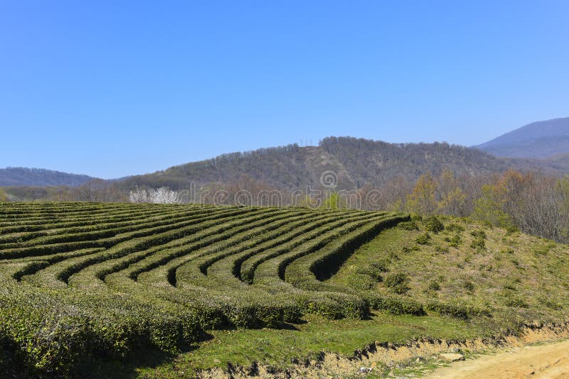 Green Tea Plantation stock image. Image of drink, land - 92325199