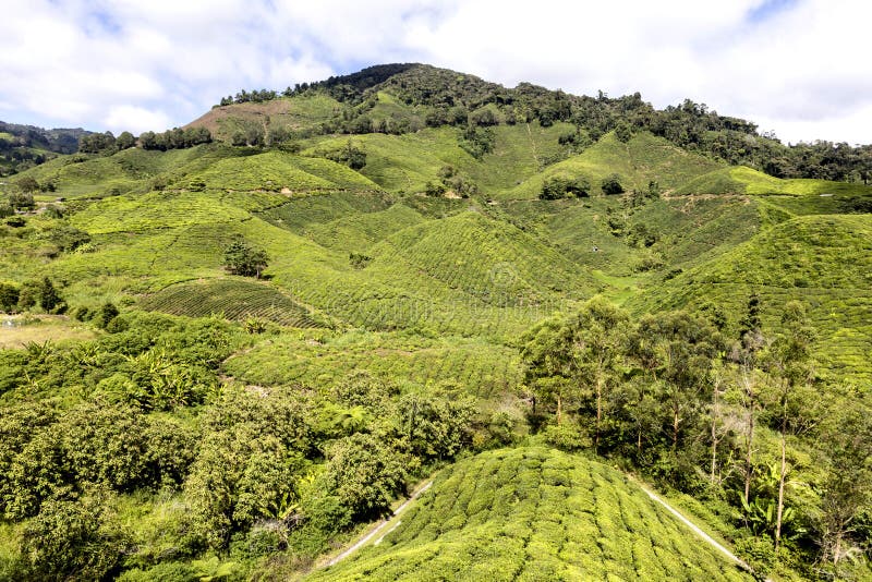 Green Tea Plantations at Cameroon Highlands, Malaysia Stock Image ...