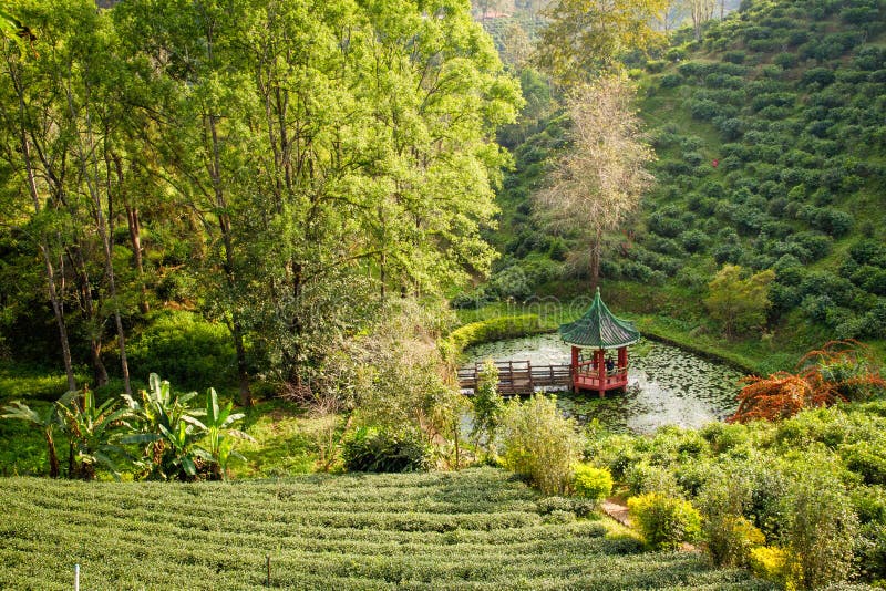 Green Tea Plantations in the Valley of Northern Thailand. Stock Image ...