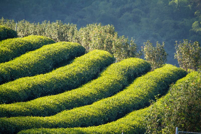 Green Tea Plantations in the Valley of Northern Thailand. Stock Image ...