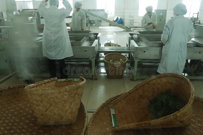 Green Tea Processing Factory Editorial Photo - Image of smell, green ...