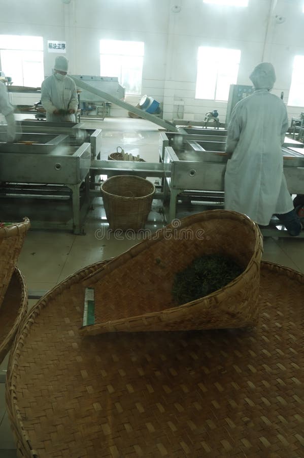 Green Tea Processing Factory Editorial Image - Image of collect, glass ...