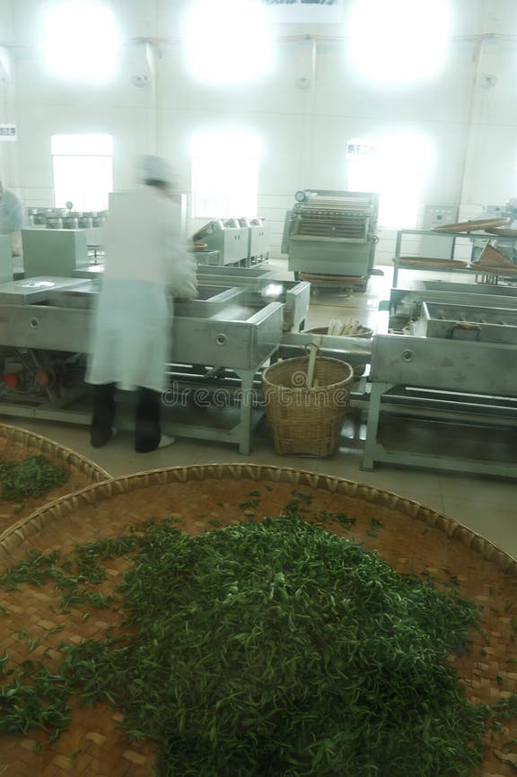 Green Tea Processing Factory Editorial Stock Photo - Image of factory ...
