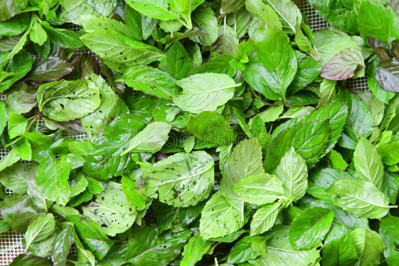 Green tea raw leaves stock photo. Image of classic, preparing - 97137650