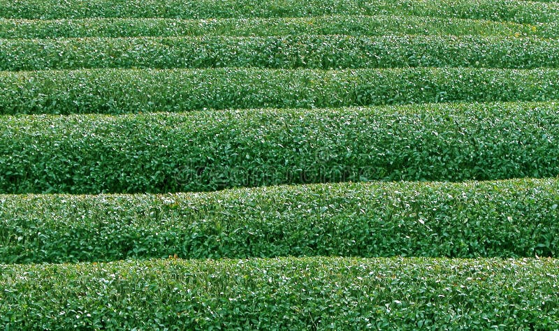 Green tea texture2 stock image. Image of japan, nature, japanese - 93609