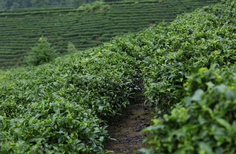Green tea tree plants stock photo. Image of healthy, color - 33270916