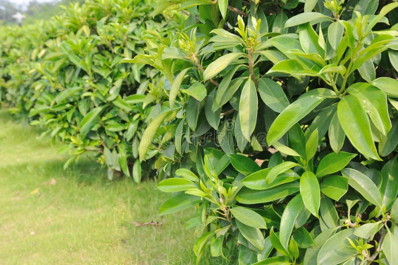 Green tea trees stock image. Image of garden, group, detail - 20302823