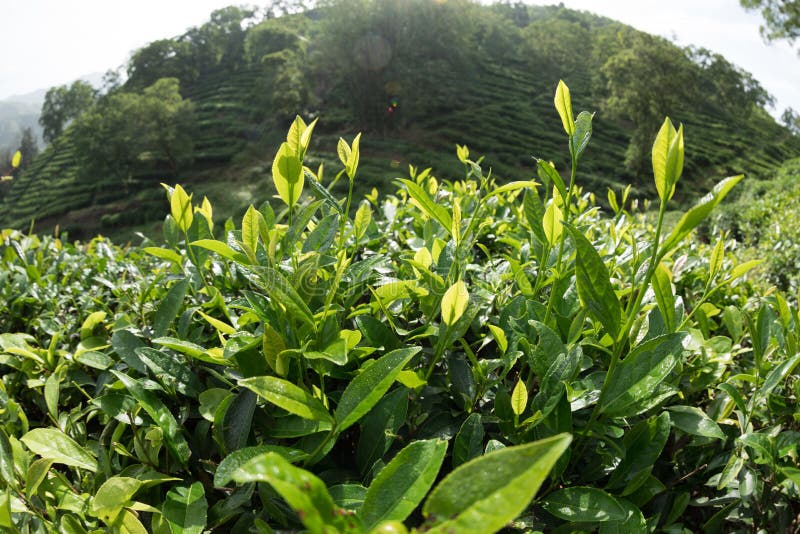 Green tea trees stock photo. Image of china, farm, freshness - 120832956