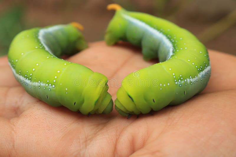2 green tea worms stock image. Image of green, healthy - 282648361