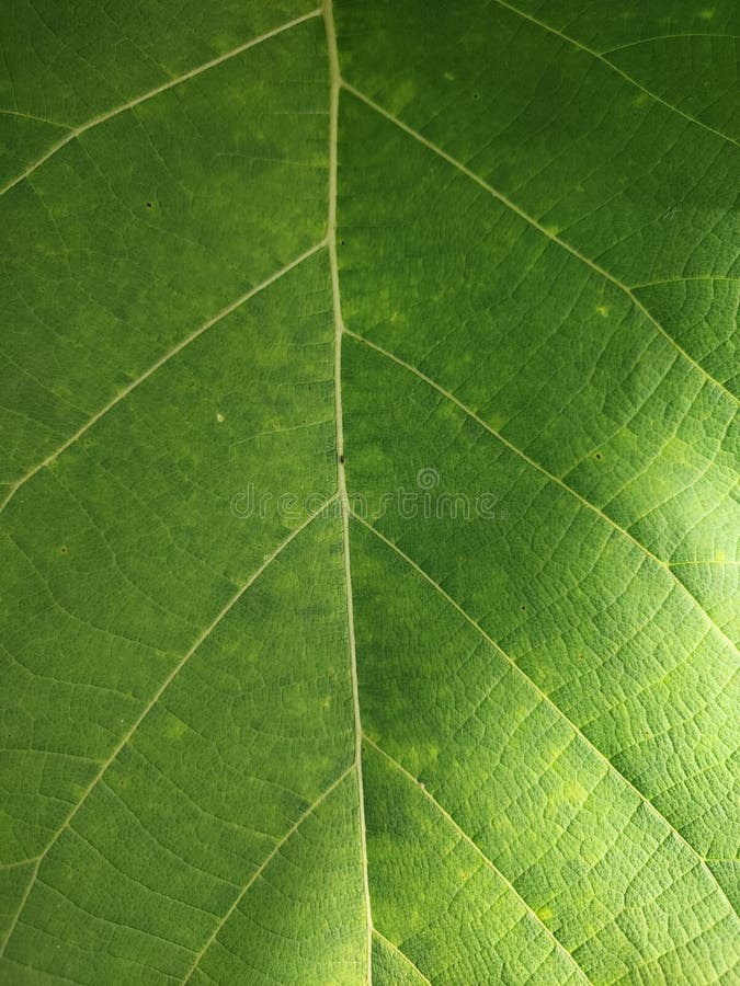 Green Teak Leaf Line Texture Background Stock Photo - Image of food ...
