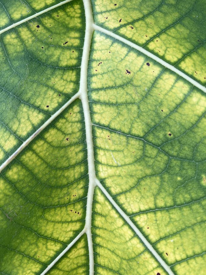 Green Teak Leaf Texture, Background Stock Image - Image of foliage ...
