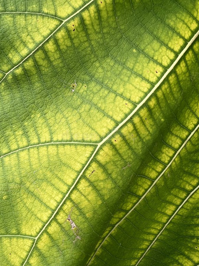 Green Teak Leaf Texture, Background Stock Image - Image of natural ...