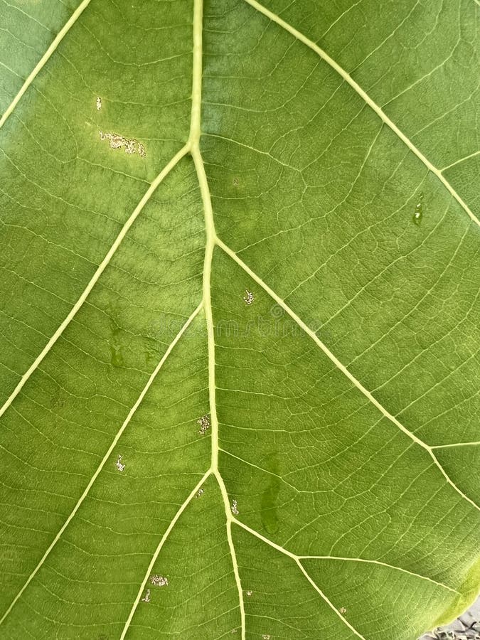 Green Teak Leaves on a White Background Stock Photo - Image of natural ...