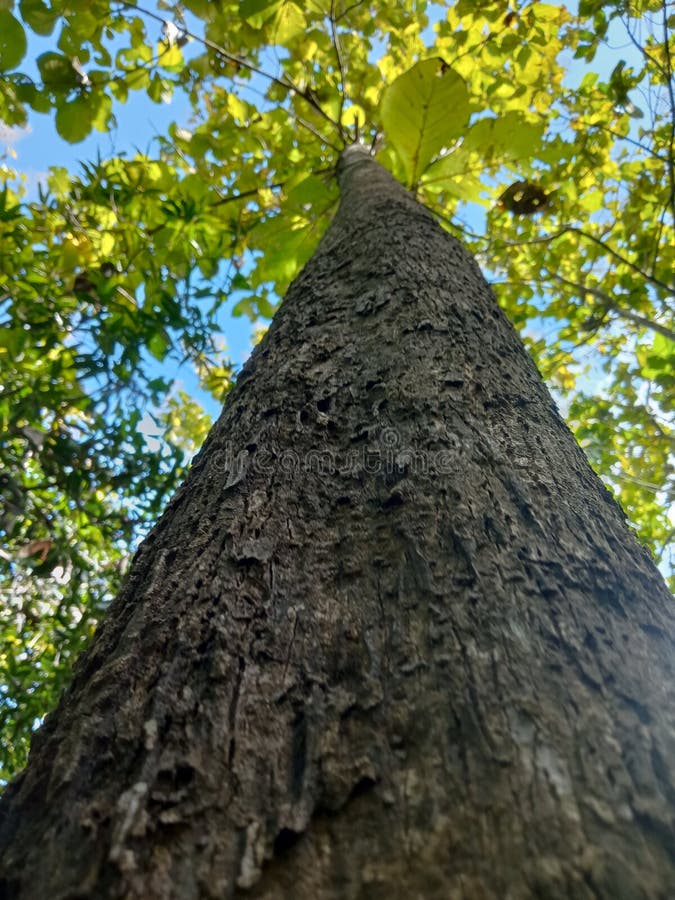 Green teak tree in nature stock photo. Image of tree - 286487866