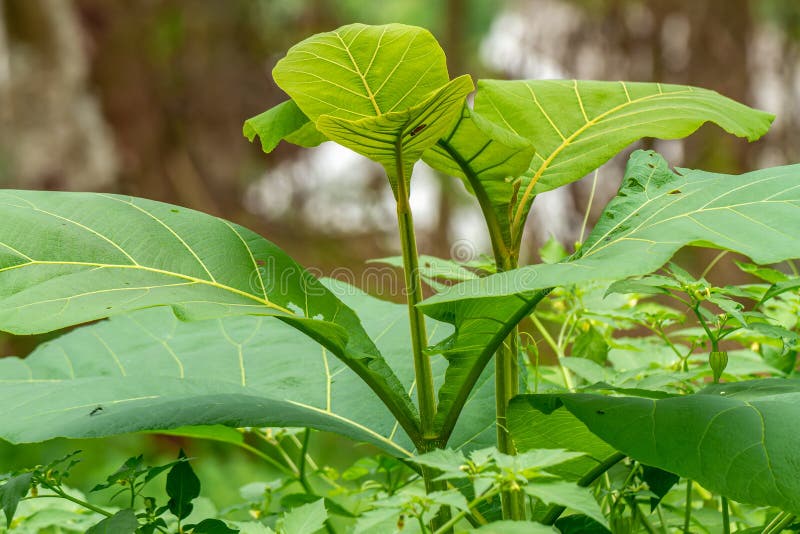 Green Teak Tree Shoots, the Young Part is Slightly Brownish Stock Photo ...