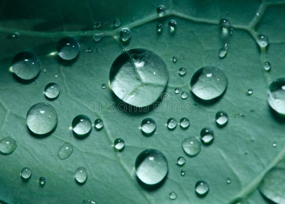 Green tears stock photo. Image of close, dewdrops, macro - 3137950