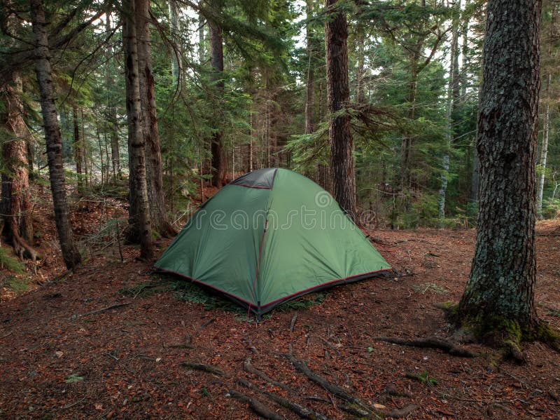 Green Tent Set Up in the Forest Under the Pine Trees. Trekking Tent ...