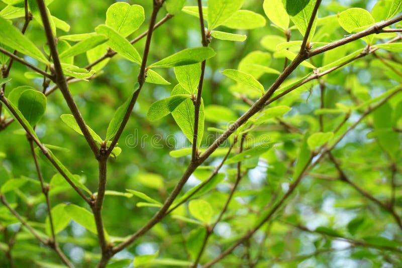 Green Terminalia Ivorensis Leaf in Nature Garden Stock Image - Image of ...