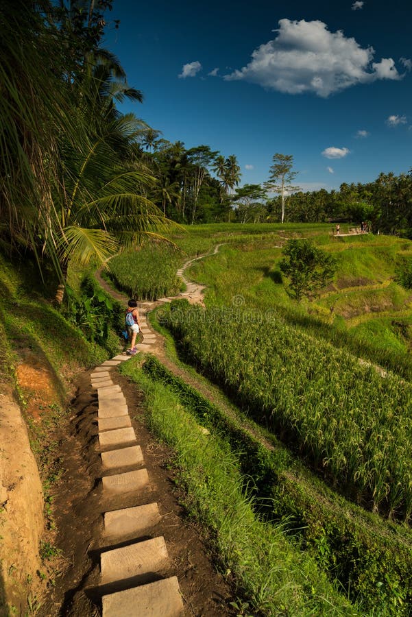 Rice Fields Road. Ubud, Bali, Indonesia. Stock Photo - Image of ...