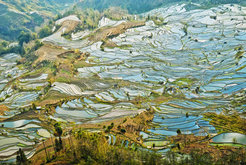 Green Terraced Fields Watered by Water Stock Image - Image of forest ...