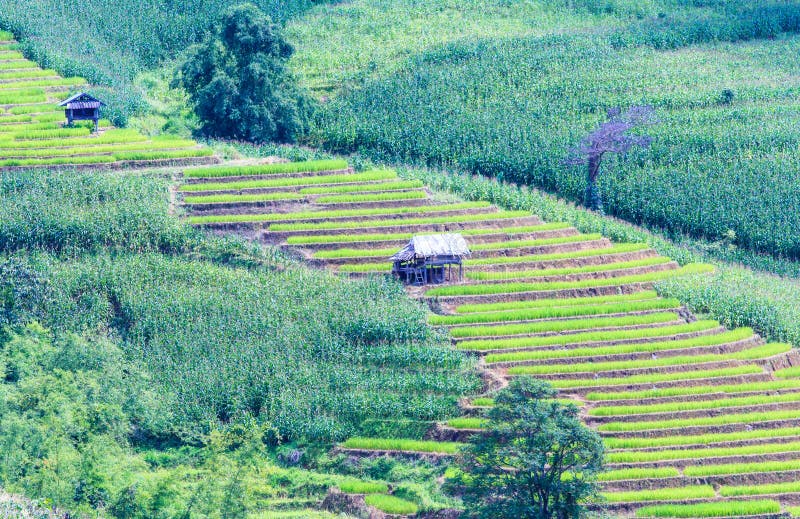 Green Terraced Rice and Corn Field on the Mountain Stock Photo - Image ...