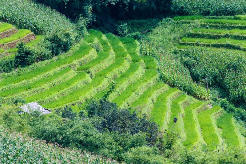 Green Terraced Rice and Corn Field on the Mountain Stock Photo - Image ...