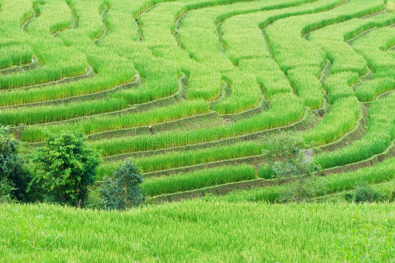Green Terraced Rice Field stock photo. Image of color - 27033052