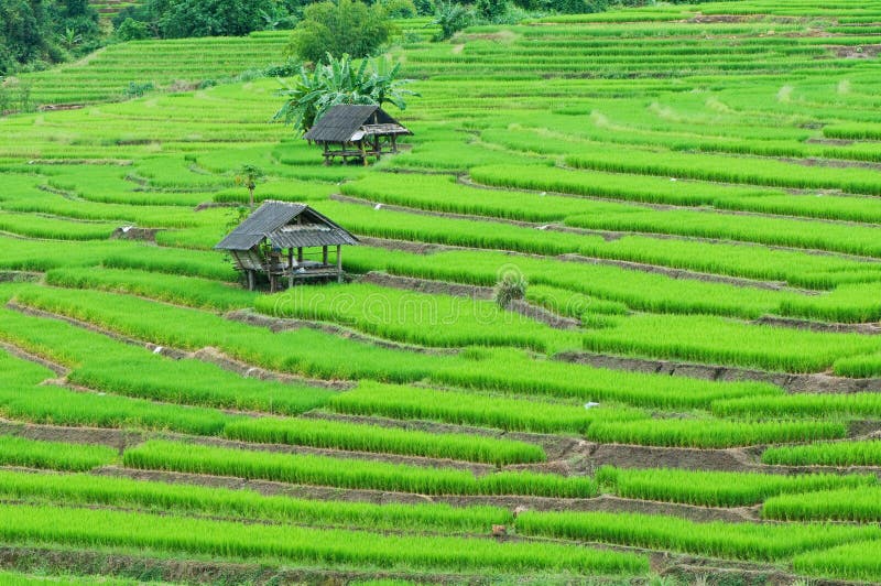 Green Terraced Rice Field stock photo. Image of color - 27506552
