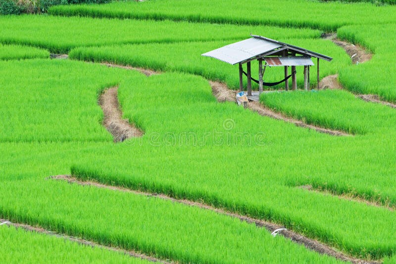 Green Terraced Rice Field stock photo. Image of agriculture - 27507946