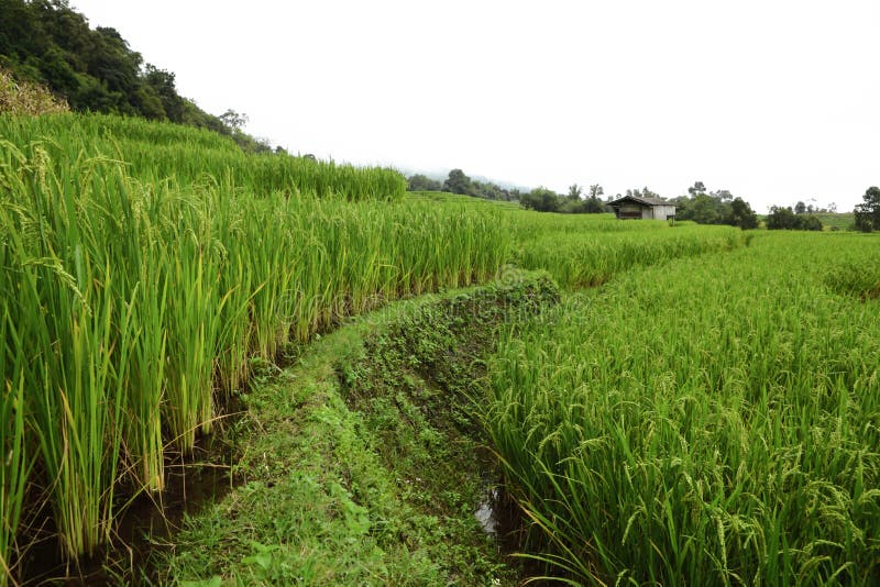 Green terraced rice field stock image. Image of husk - 39387349