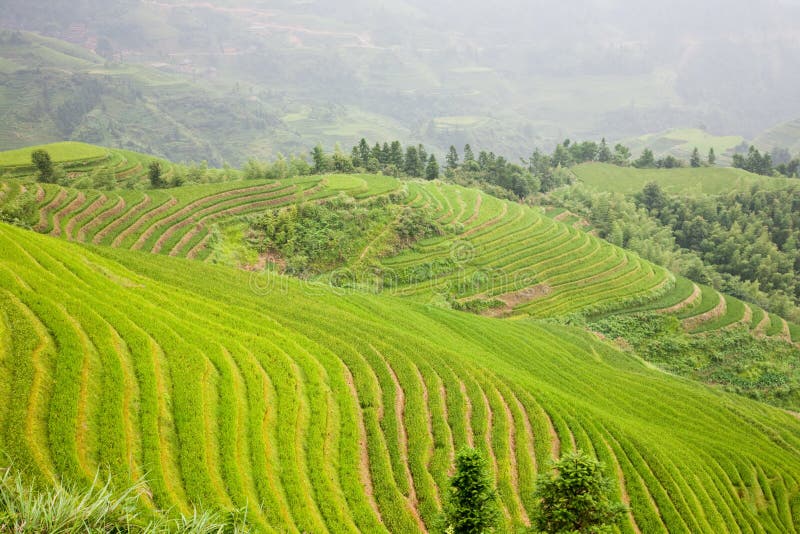 Green terraces stock image. Image of cultivate, asian - 16553937