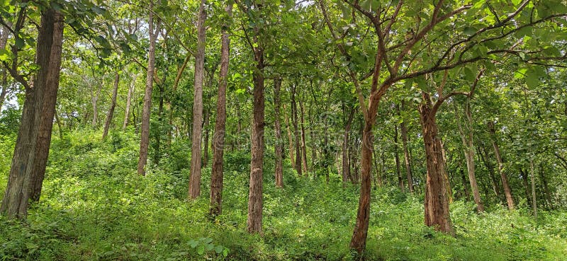 Green Terrain with Leafy Trees Stock Image - Image of terrain, nature ...
