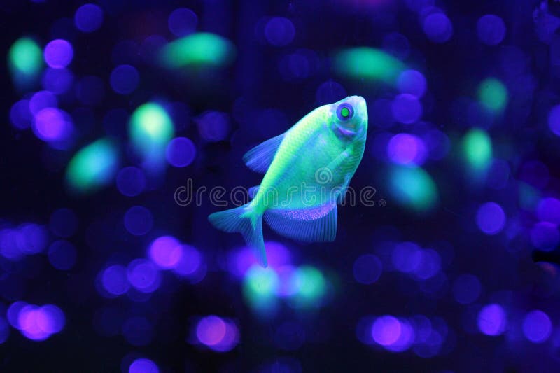 Glow Fish Game