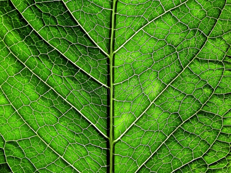 Green texture stock photo. Image of rural, plants, agriculture - 113948